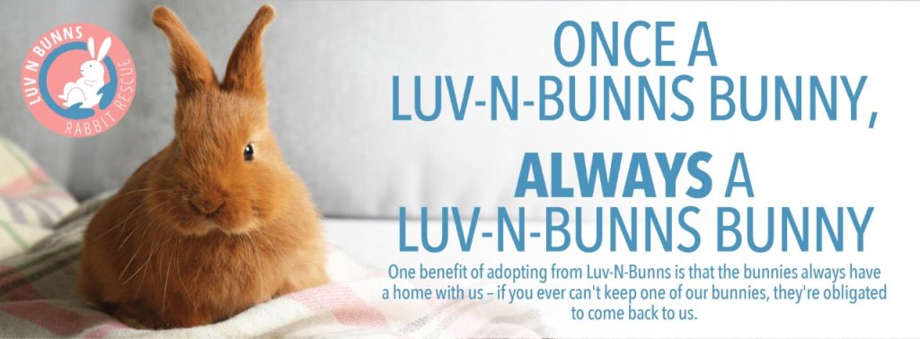 Adoptable Bunnies - Luv-N-Bunns Rabbit Rescue